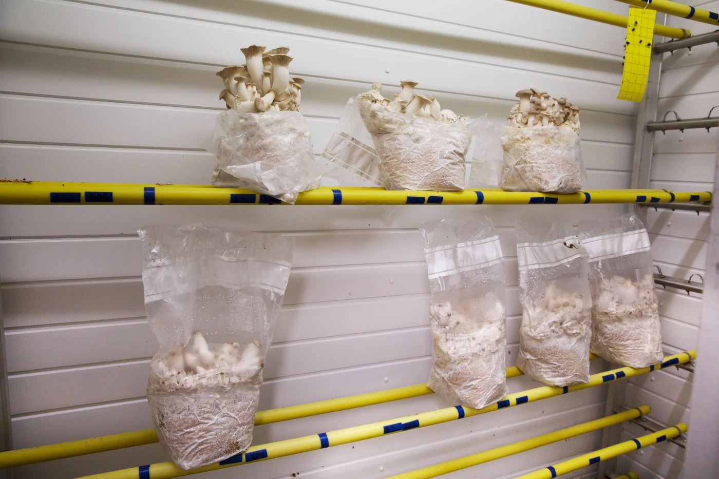 How To Use Mushroom Grow Bags: 3 Beginner Mistakes - 🐝 BootstrapBee.com - Actionable ...