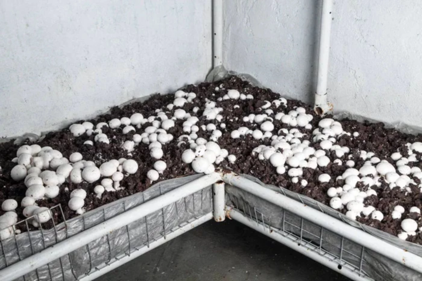 Is Mushroom Farming Profitable in the UK? (2023) - 🐝 BootstrapBee.com - Actionable bootstrapping ...