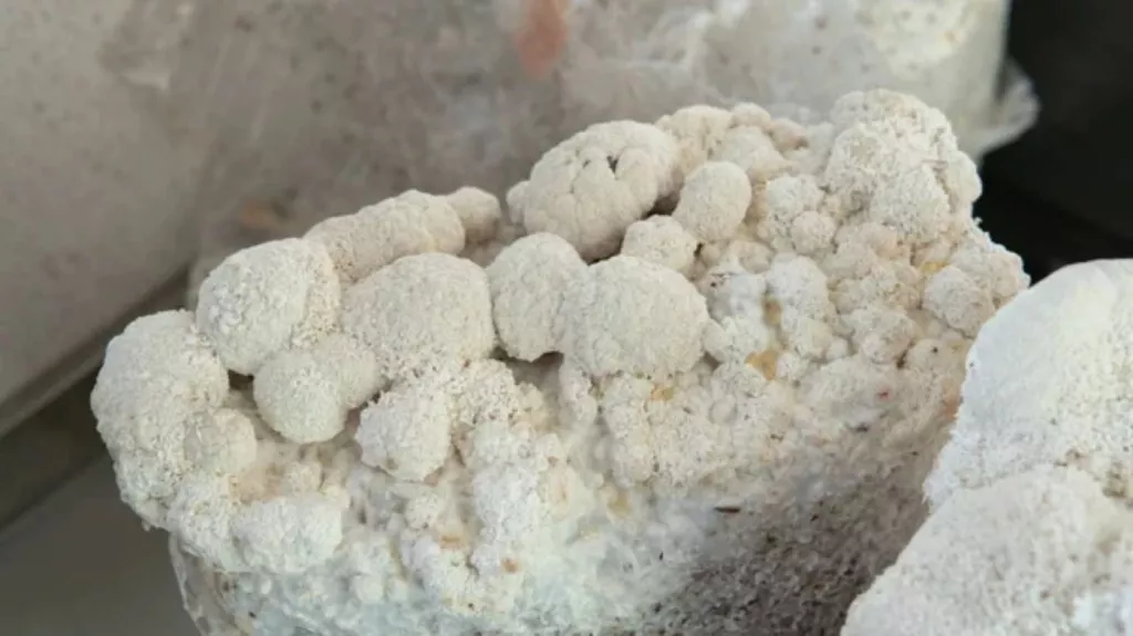 Lions Mane Fruiting Conditions (Temperature & More) - 🐝 BootstrapBee.com - Actionable ...