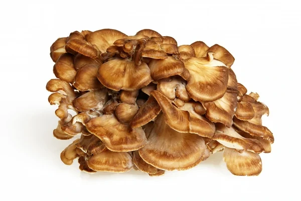 Maitake Fruiting Conditions: Temperature & More - 🐝 BootstrapBee.com - Actionable bootstrapping ...