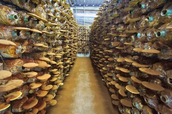 Minimum Space Required for Mushroom Farming (Tiny) - 🐝 BootstrapBee.com - Actionable ...
