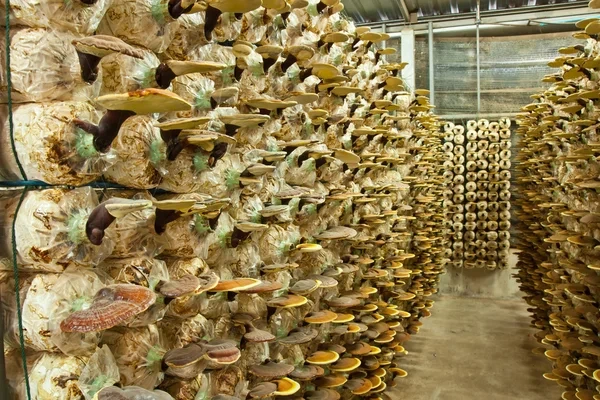 Minimum Space Required for Mushroom Farming (Tiny) - 🐝 BootstrapBee.com - Actionable ...