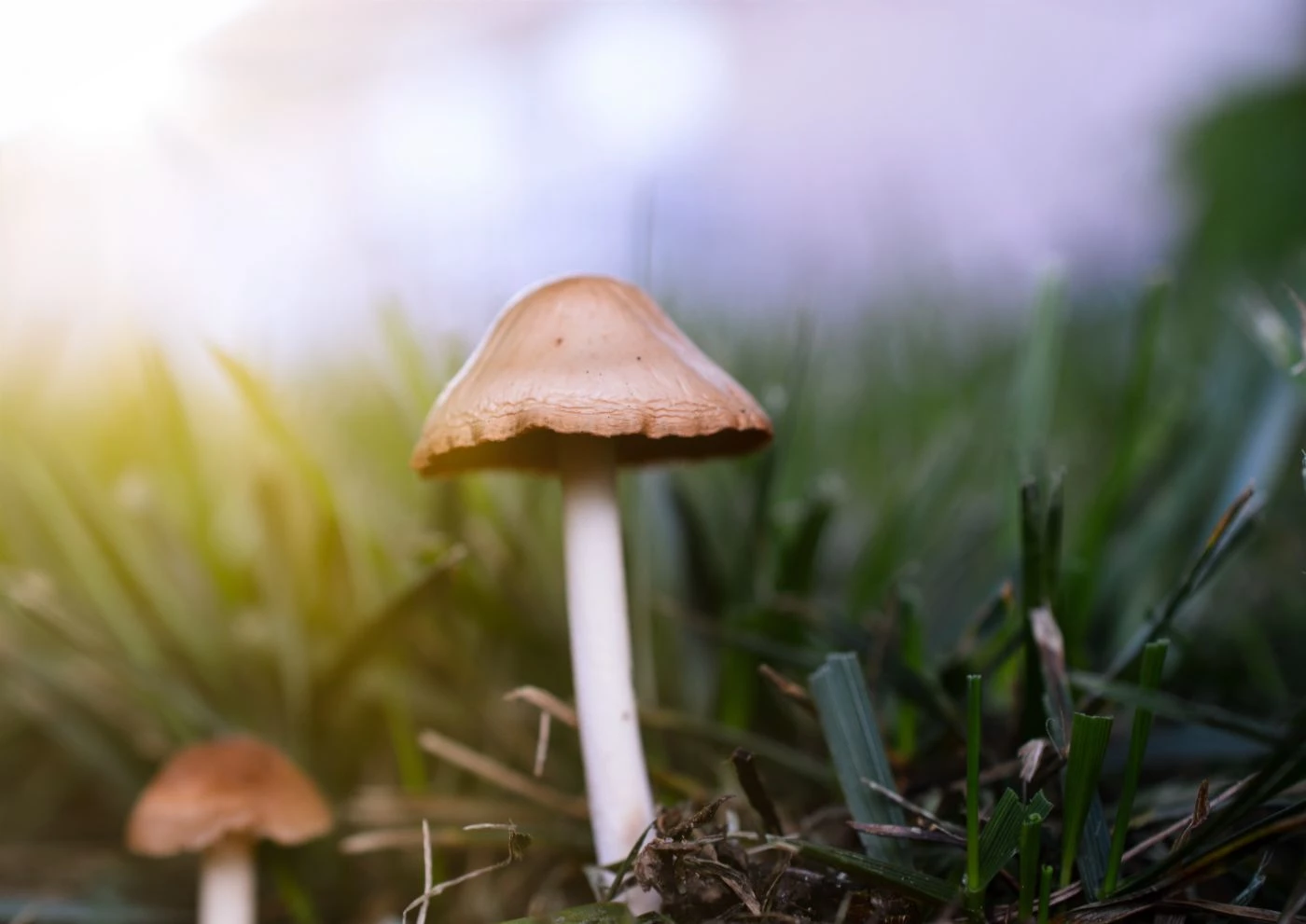 Minimum Space Required for Mushroom Farming (Tiny) - 🐝 BootstrapBee.com - Actionable ...