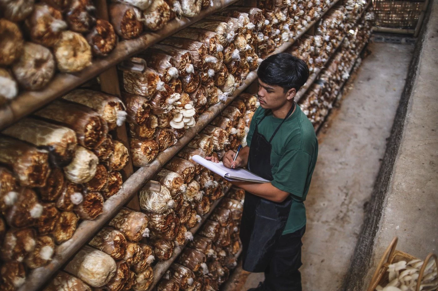 Monotub vs Shotgun Fruiting Chamber: Pros & Cons Explained - 🐝 BootstrapBee.com - Actionable ...