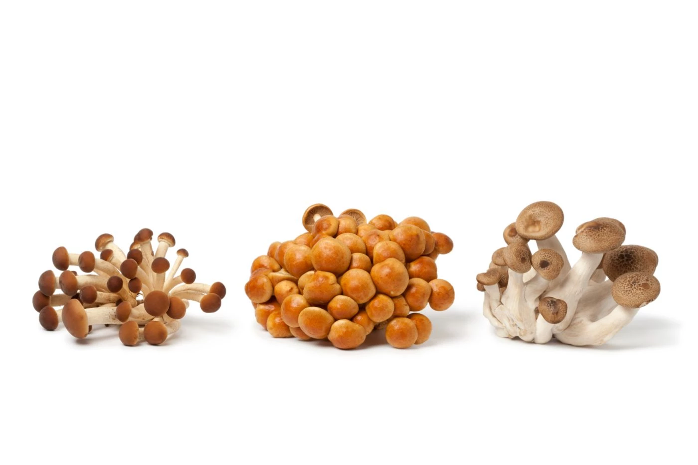 The 7 Most Profitable Mushrooms to Grow in India - 🐝 BootstrapBee.com - Actionable bootstrapping ...