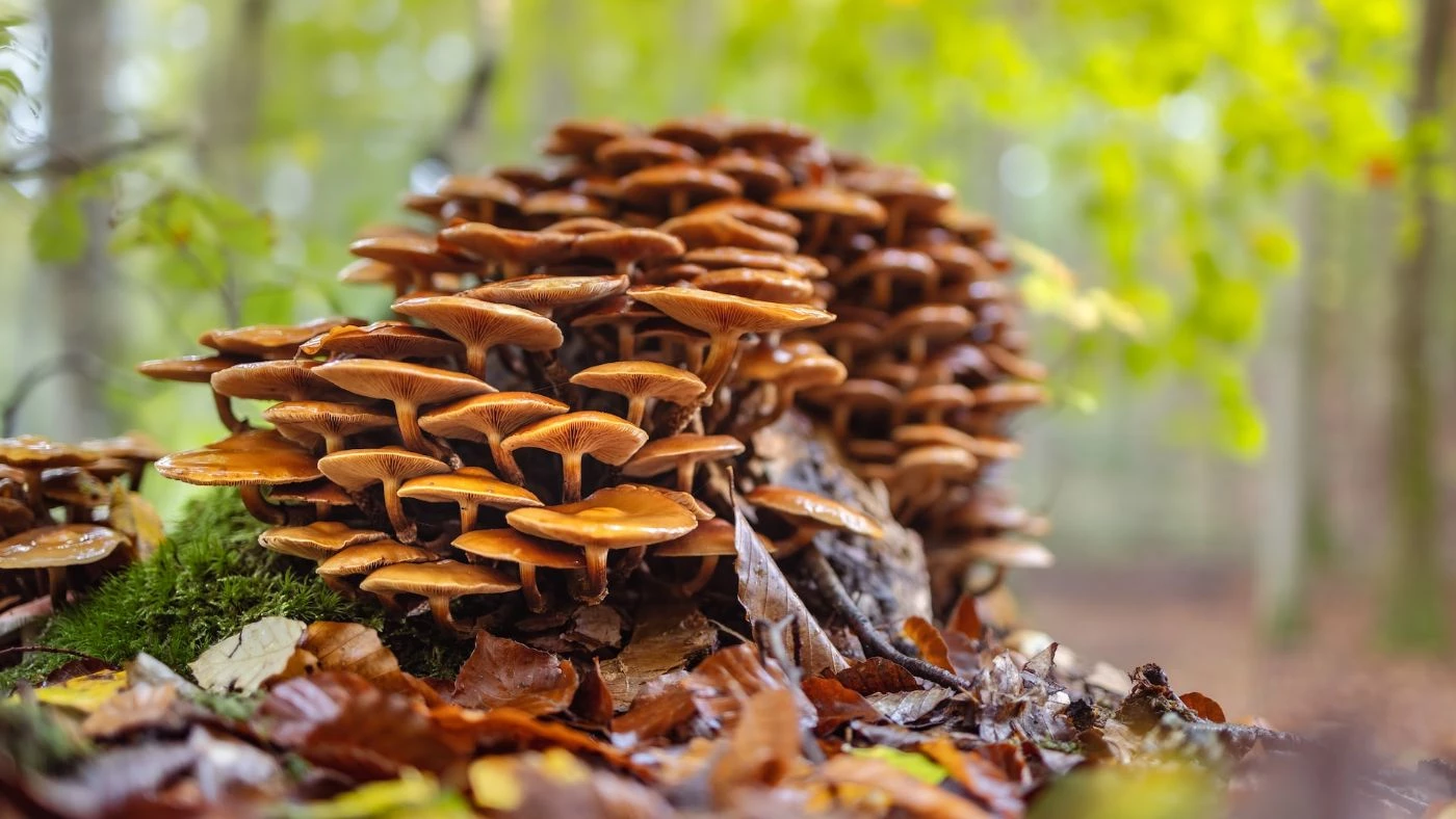 Mushroom Farming Requirements: Full Overview (2023) - 🐝 BootstrapBee.com - Actionable ...