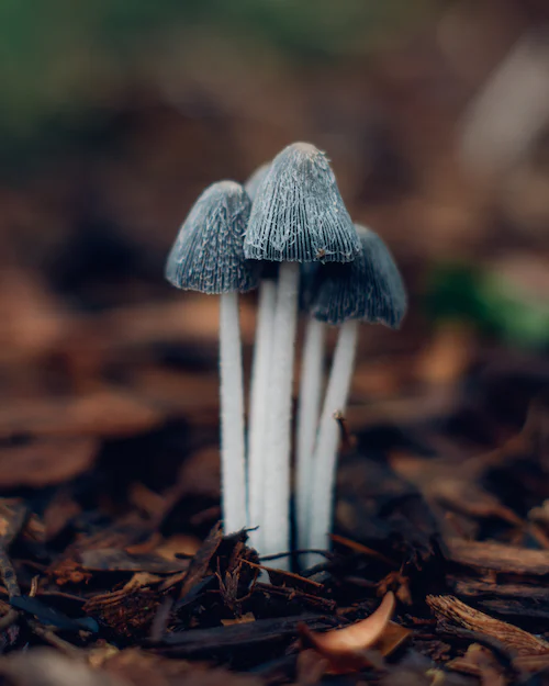 Mushroom Plug Spawn Vs Sawdust Spawn Differences Explained 🐝