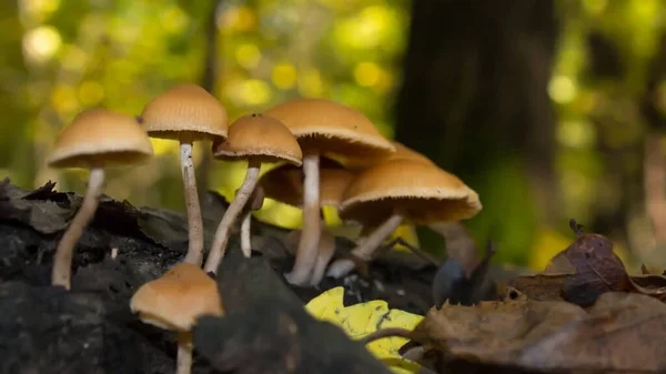 Optimal Monotub Fruiting Conditions (Temperature & Humidity) - 🐝 BootstrapBee.com - Actionable ...