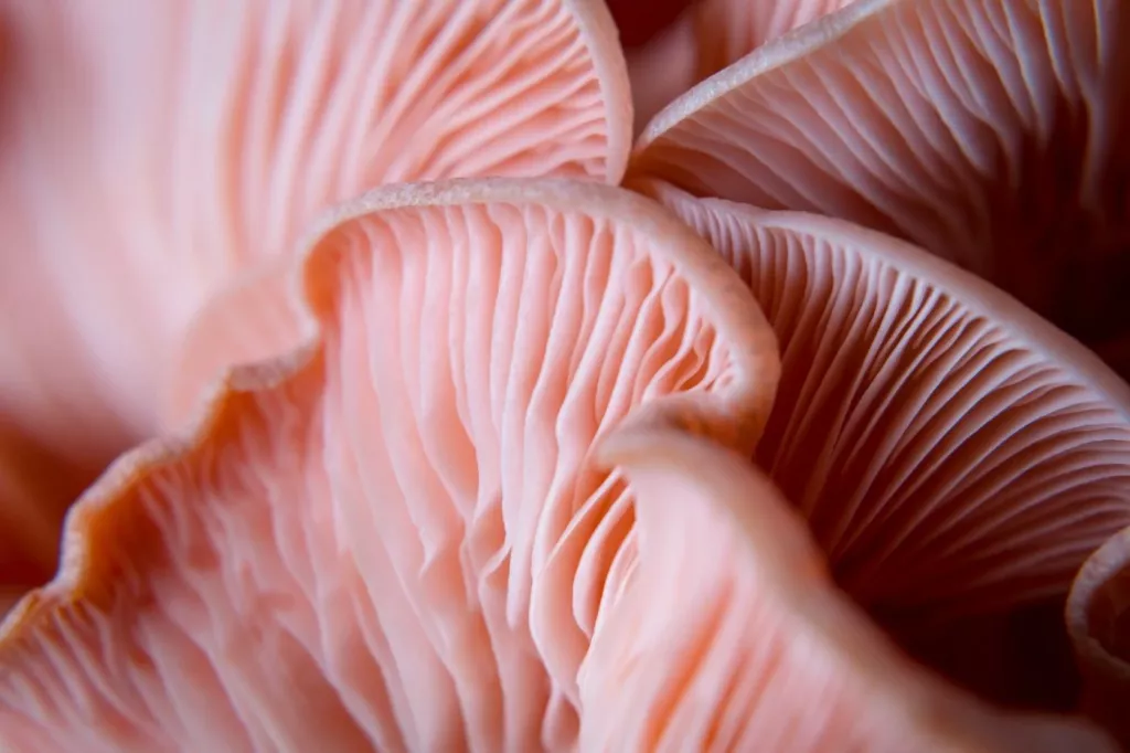 Oyster Mushroom Growth Time How To Speed It Up 🐝 Actionable Bootstrapping