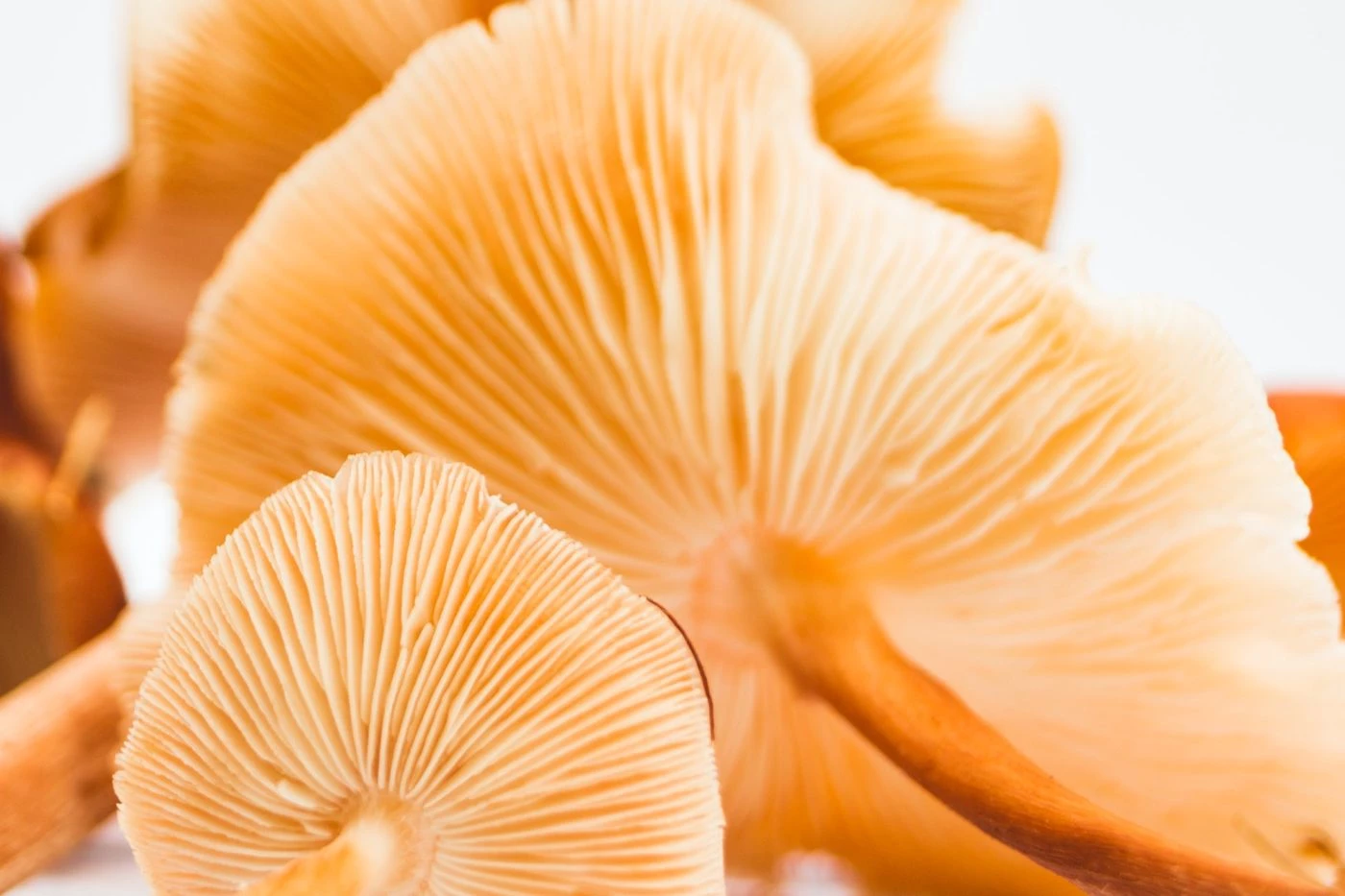 Oyster Mushroom Growth Time: How to Speed It Up - 🐝 BootstrapBee.com - Actionable bootstrapping ...