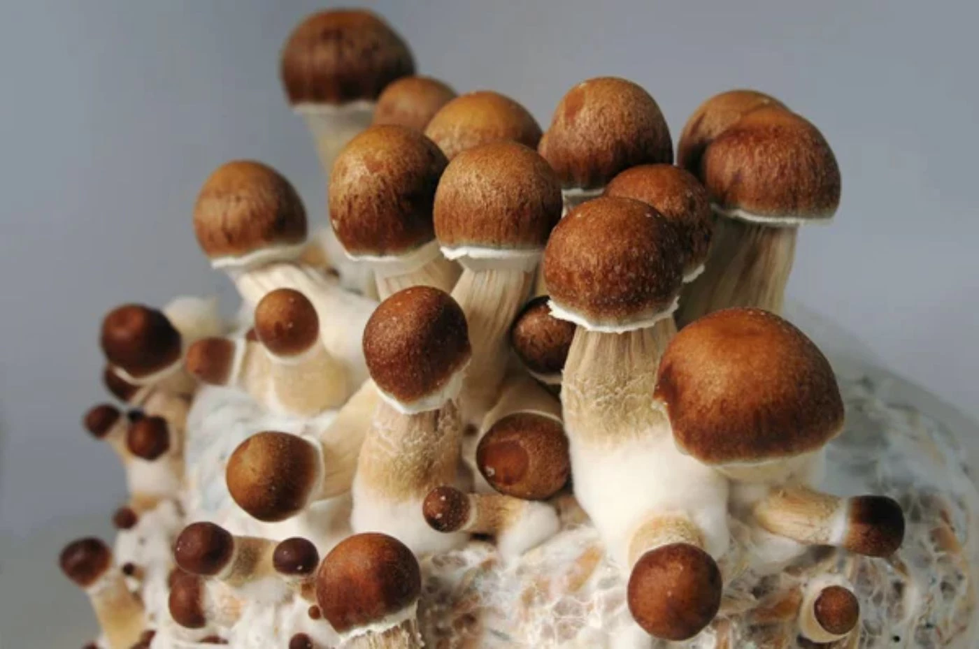 PF Tek vs. Monotub: Pros & Cons for Beginners Explained - 🐝 BootstrapBee.com - Actionable ...
