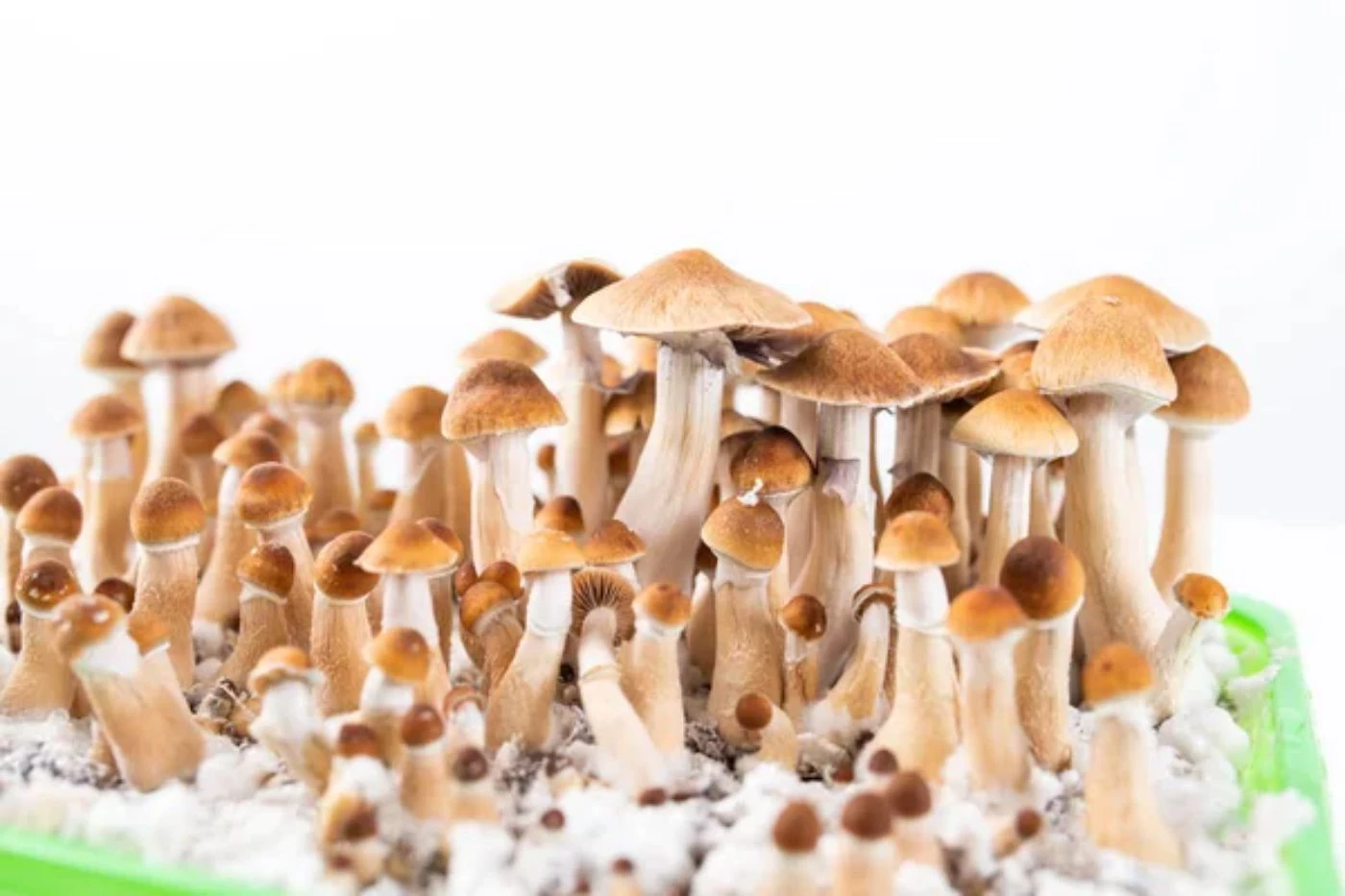 PF Tek vs. Monotub: Pros & Cons for Beginners Explained - 🐝 BootstrapBee.com - Actionable ...