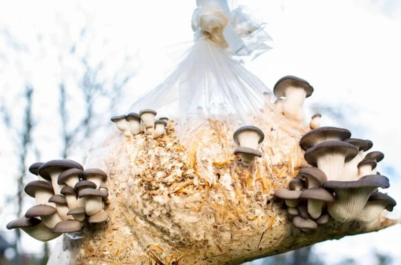 Sawdust Spawn vs. Grain Spawn: Pros and Cons Compared - 🐝 BootstrapBee.com - Actionable ...