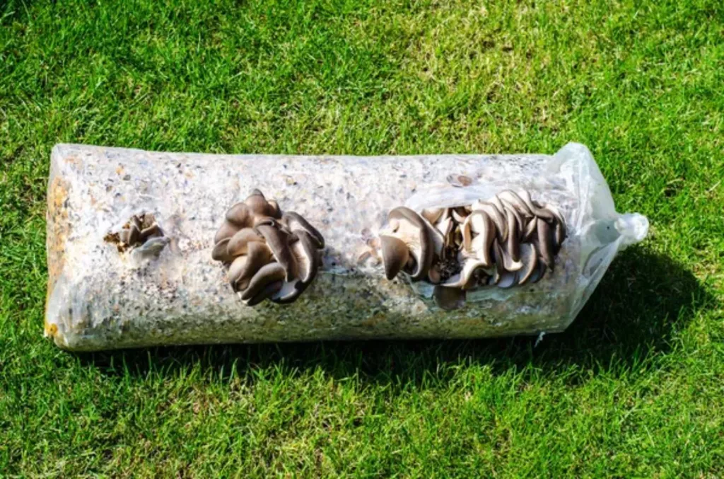 Sawdust Spawn vs. Grain Spawn: Pros and Cons Compared - 🐝 BootstrapBee.com - Actionable ...