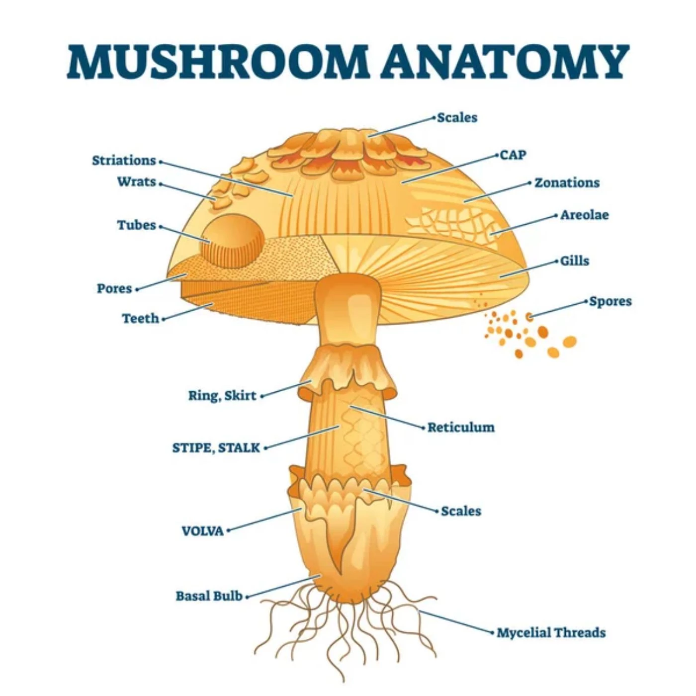 Stages Of Mushroom Growth Explained Timeline And Diagram 🐝 Actionable