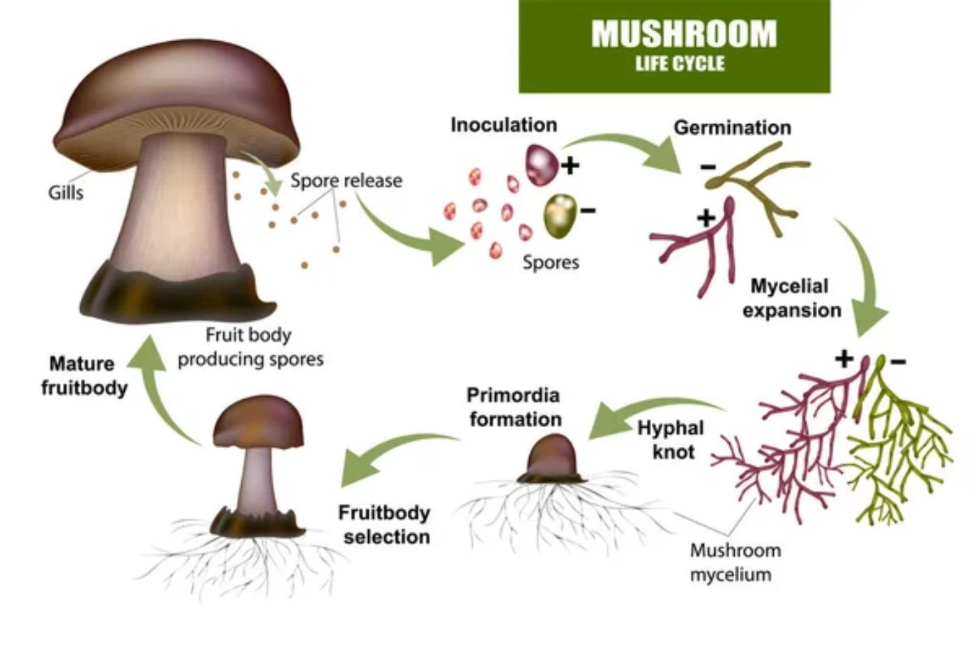 Stages of Mushroom Growth Explained (Timeline & Diagram) - 🐝 ...
