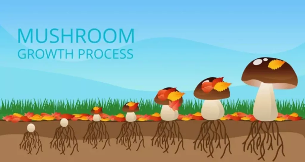 Stages of Mushroom Growth Explained (Timeline & Diagram) - 🐝 BootstrapBee.com - Actionable ...