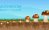 Mycelium Growth Described (Day-by-Day with Pictures) - 🐝 BootstrapBee.com - Actionable ...