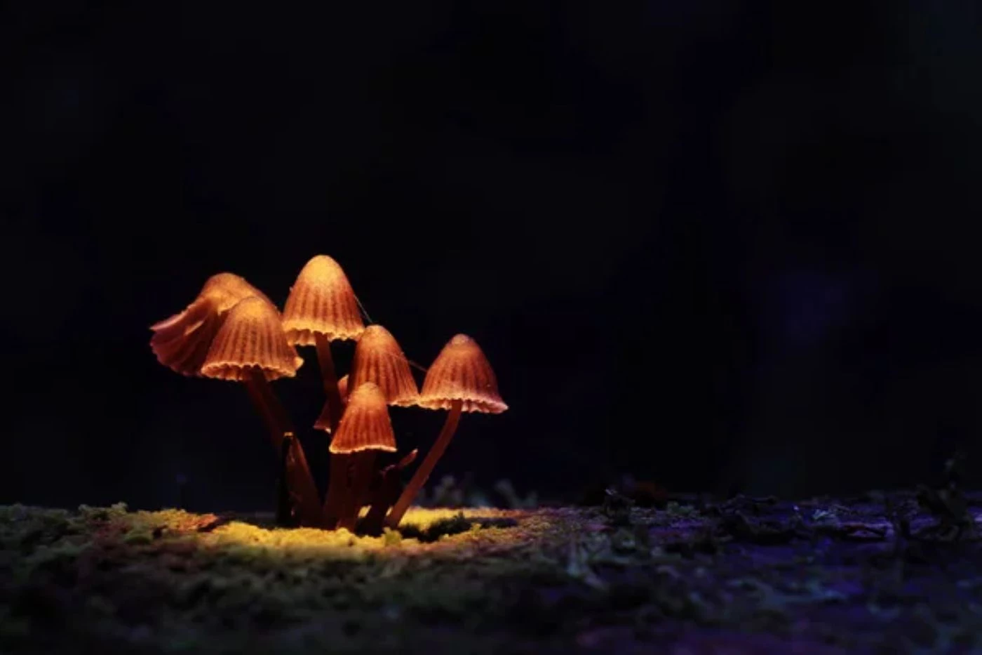 The Ideal Monotub Fruiting Conditions & What To Avoid - 🐝 BootstrapBee.com - Actionable ...