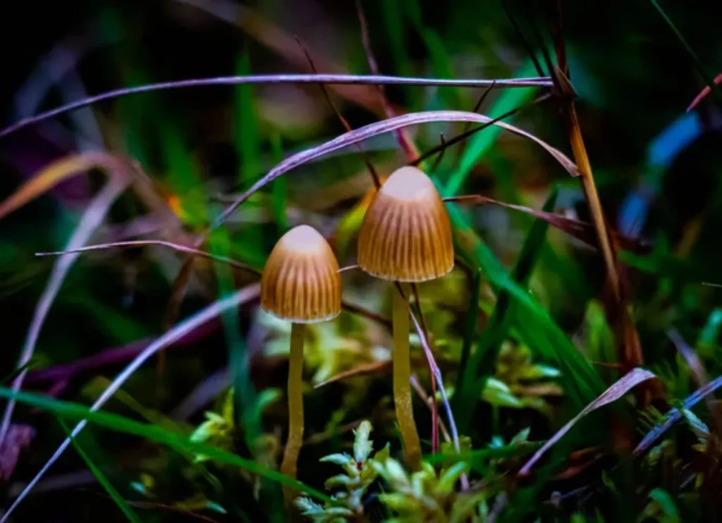 The Ideal Monotub Fruiting Conditions & What To Avoid - 🐝 BootstrapBee.com - Actionable ...