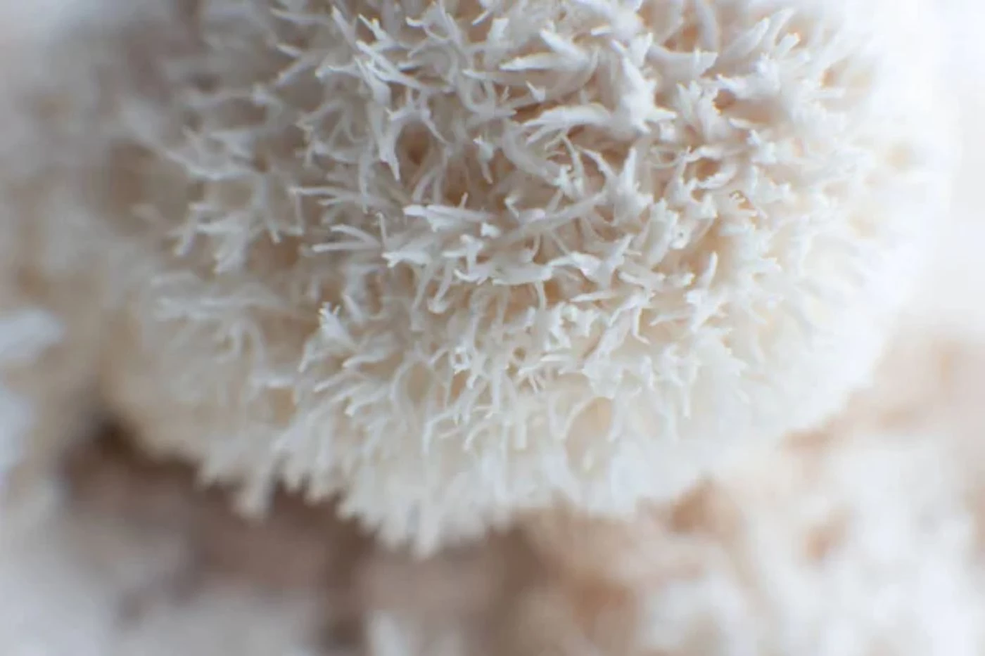 The Ideal Mushroom Colonization Conditions For 5 Types - 🐝 BootstrapBee.com - Actionable ...