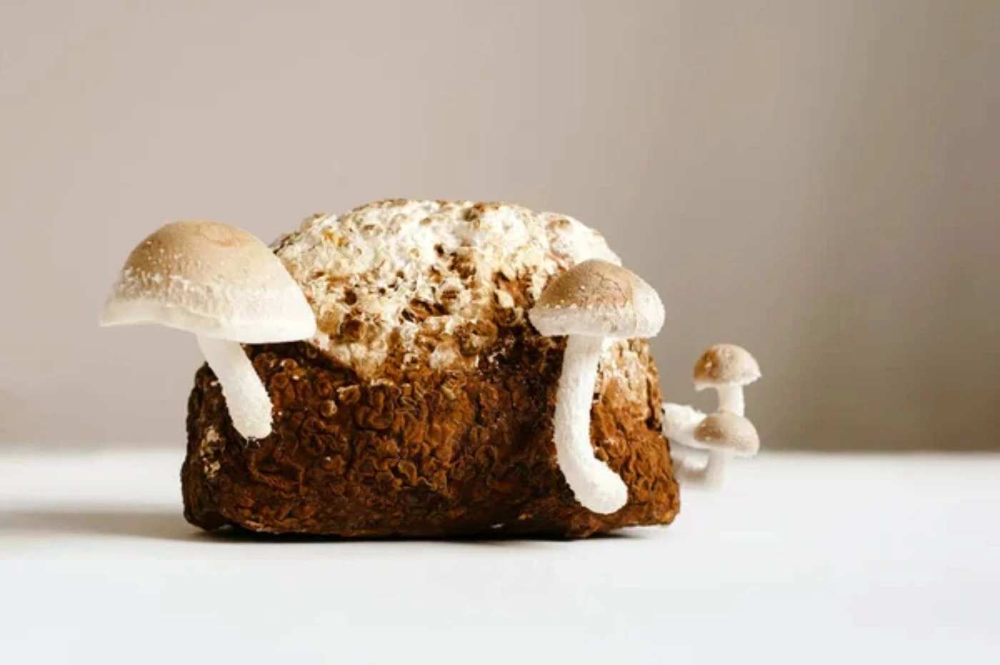 The Ideal Mushroom Colonization Conditions For 5 Types - 🐝 BootstrapBee.com - Actionable ...