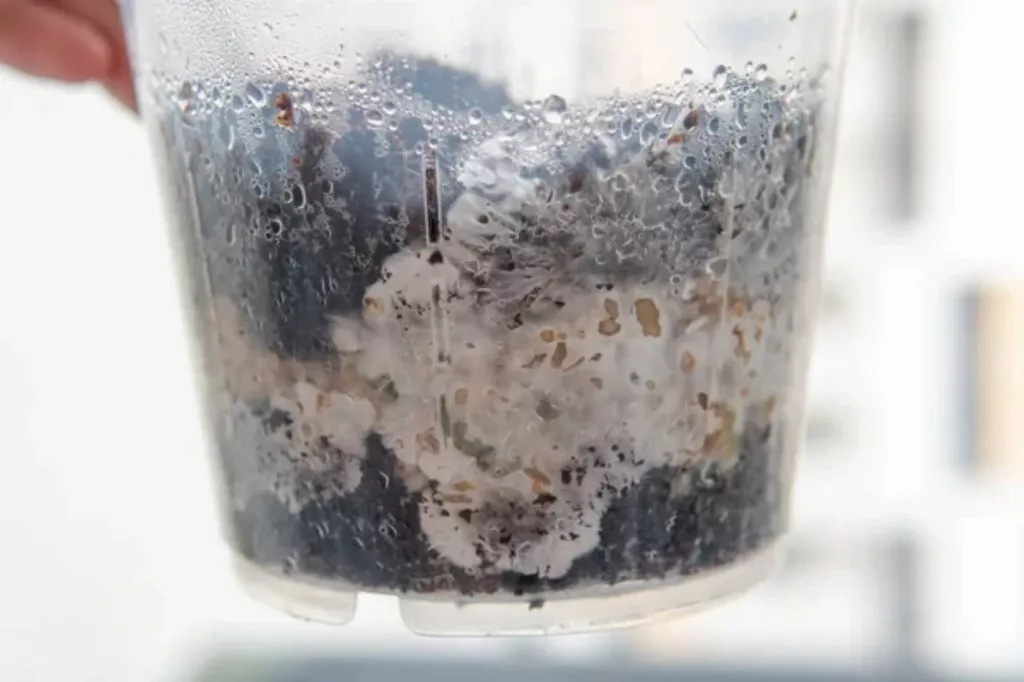 The Ideal Mushroom Colonization Conditions For 5 Types - 🐝 BootstrapBee.com - Actionable ...