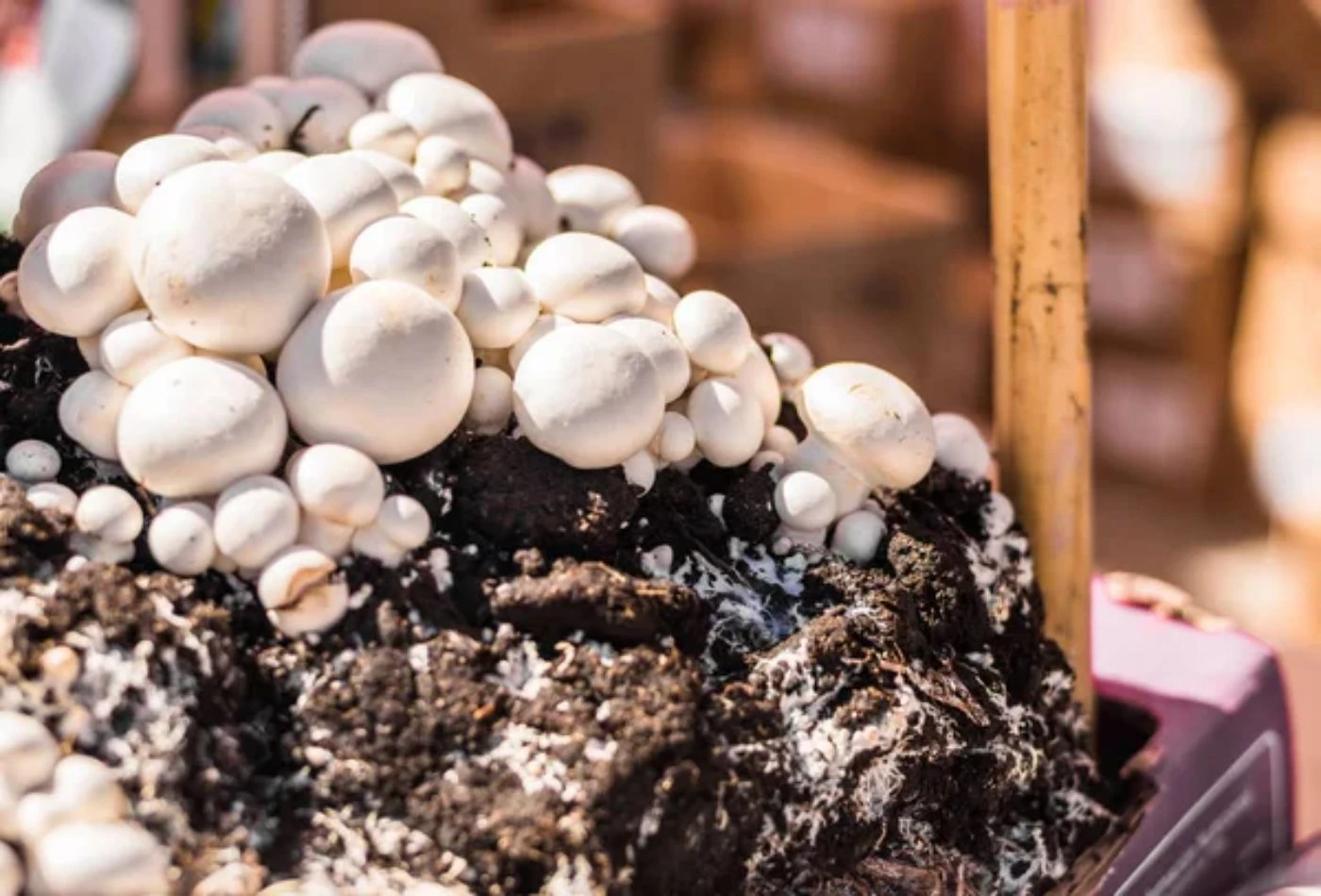 The Ideal Mushroom Colonization Conditions For 5 Types - 🐝 BootstrapBee.com - Actionable ...