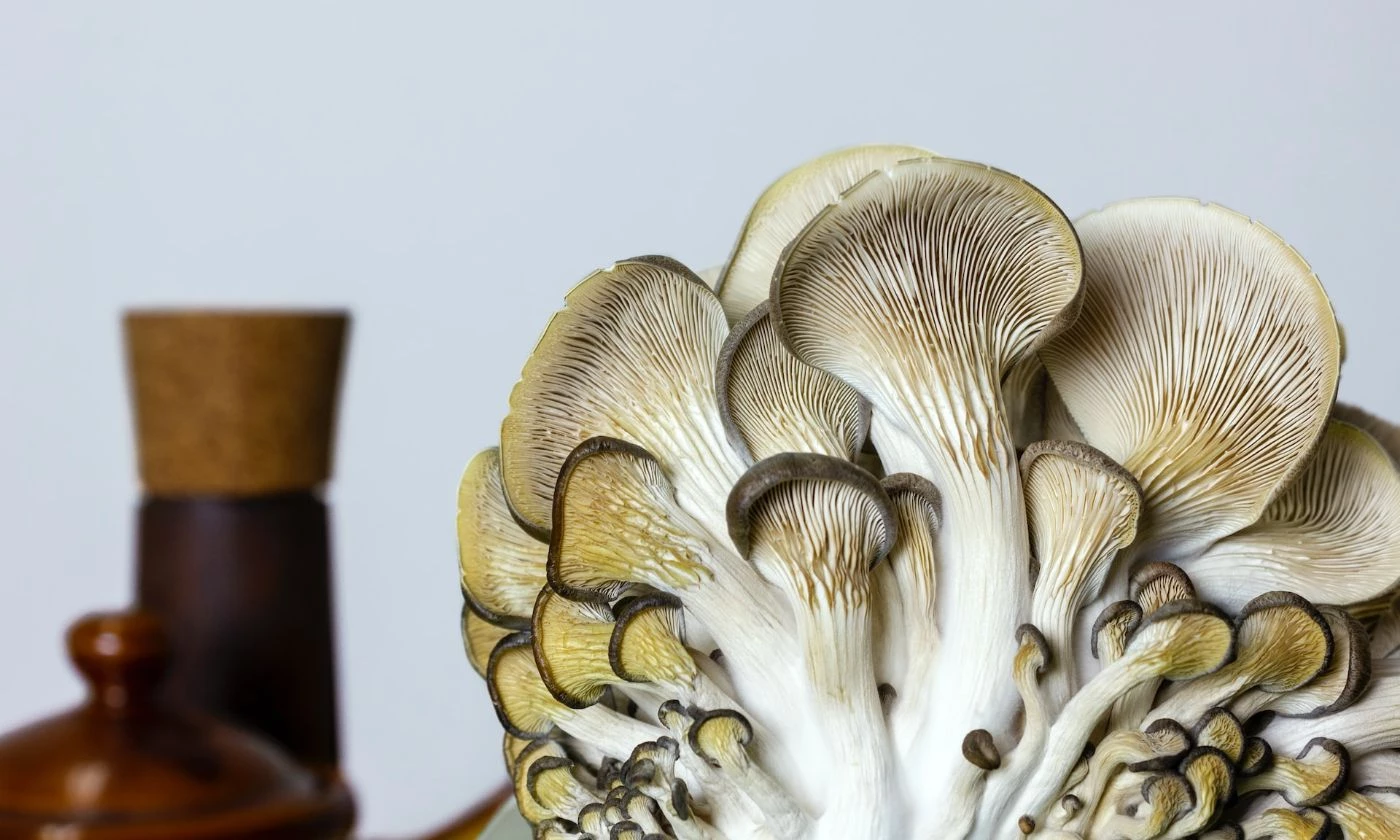 The Oyster Mushroom Growth Stages Explained Timeline 🐝 Actionable