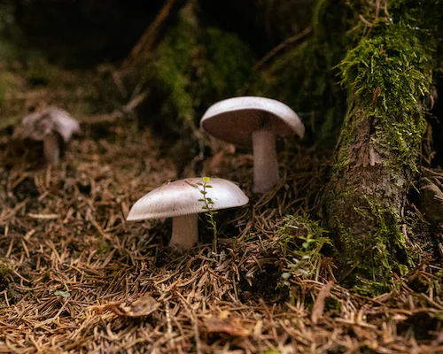 What Investment Is Required for Mushroom Farming? (2023) - 🐝 BootstrapBee.com - Actionable ...