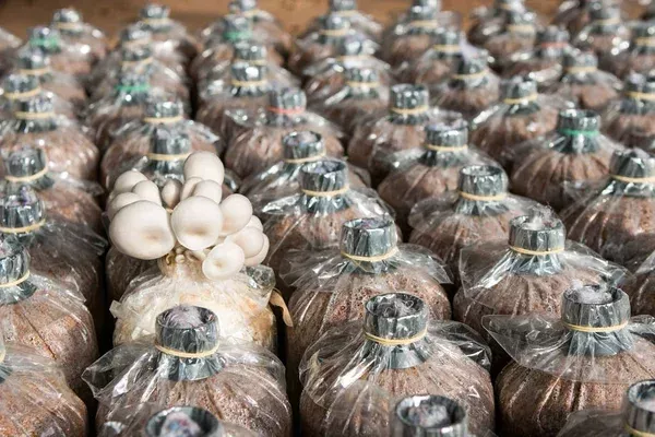 What's the Ideal Spawn Bag Colonization Temperature? - 🐝 BootstrapBee.com - Actionable ...