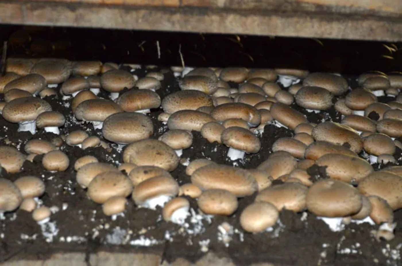 When To Fruit Mushrooms Exactly? (Oyster, Chestnut & More) - 🐝 BootstrapBee.com - Actionable ...