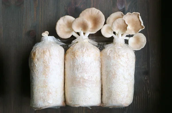 When To Open Mushroom Fruiting Bags: Perfect Timing - 🐝 BootstrapBee.com - Actionable ...