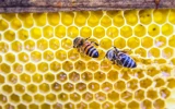 How Much Honey Does A Bee Make (per Day, Year & Lifetime) - 🐝 BootstrapBee.com - Actionable ...