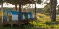 The Real Cost to Start Beekeeping (2023) - With 4 Examples - 🐝 ...