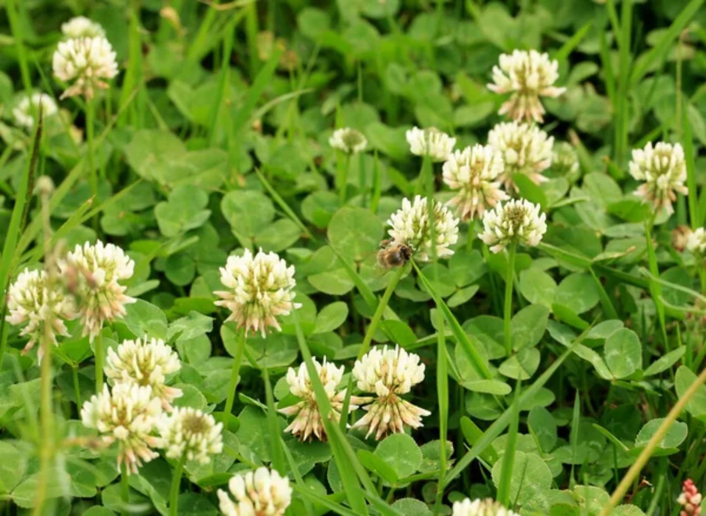 How Many Beehives Do You Need Per Acre of Clover? - 🐝 BootstrapBee.com ...