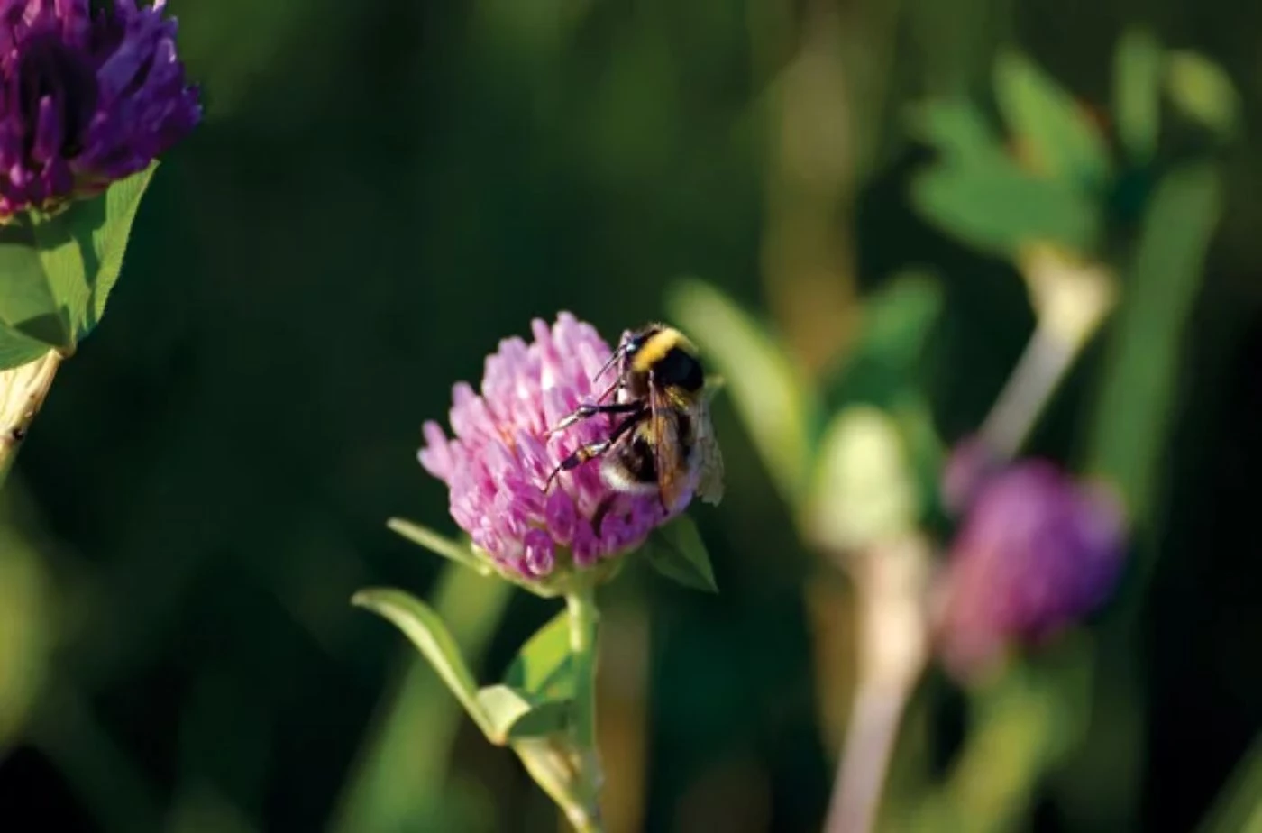 How Many Beehives Do You Need Per Acre of Clover? - 🐝 BootstrapBee.com - Actionable ...