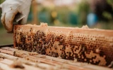 Where Do Honeybees Build Hives? - 7 Common Locations - 🐝 BootstrapBee.com - Actionable ...