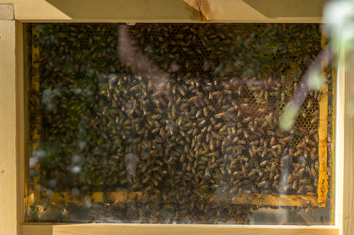 Solid vs. Screened Bottom Boards: the Best One For Your Hive - 🐝 BootstrapBee.com - Actionable ...