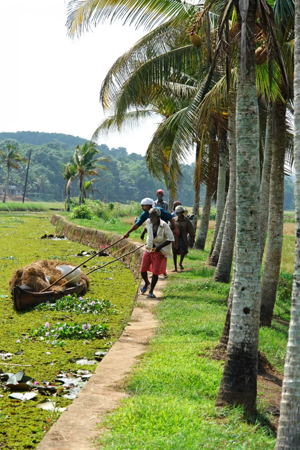 7 Most Profitable Crops For Small Farms in India - 🐝 BootstrapBee.com ...