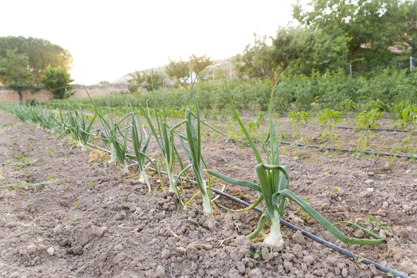 Advantages & Disadvantages of Small-Scale Farming Explained - 🐝 BootstrapBee.com - Actionable ...