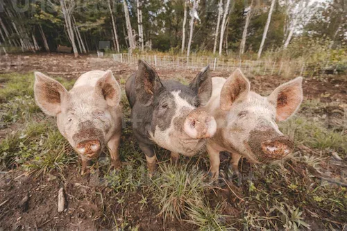 Best Pig Breeds for Smallholding UK (Easiest & Best Meat) - 🐝 ...