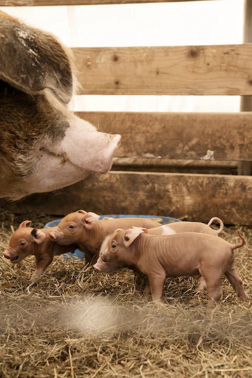 Best Pig Breeds for Smallholding UK (Easiest & Best Meat) - 🐝 ...