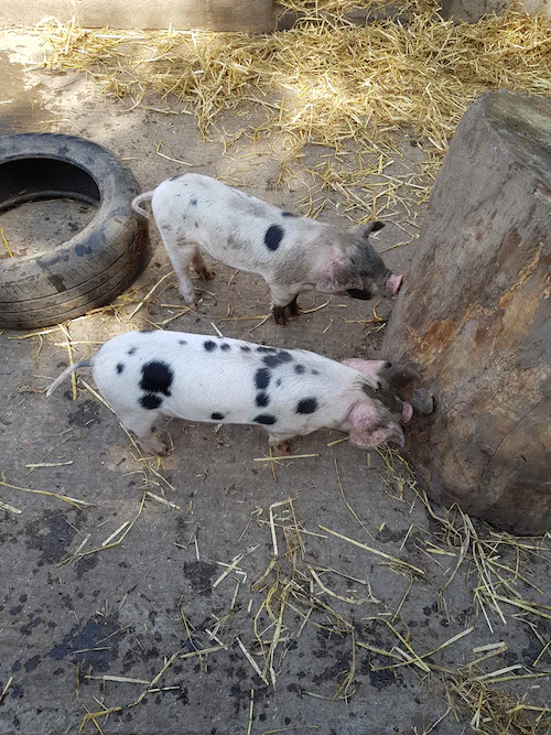 Best Pig Breeds for Smallholding UK (Easiest & Best Meat) - 🐝 ...