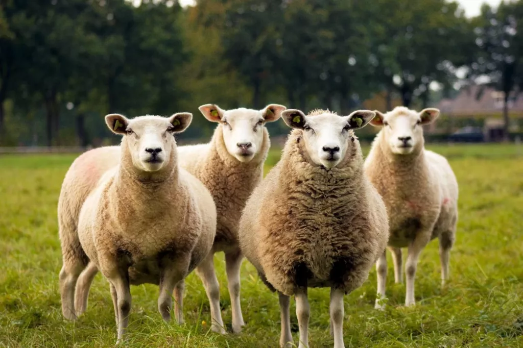 Best Sheep for Smallholding UK (Easiest & Most Profit) - 🐝 BootstrapBee ...