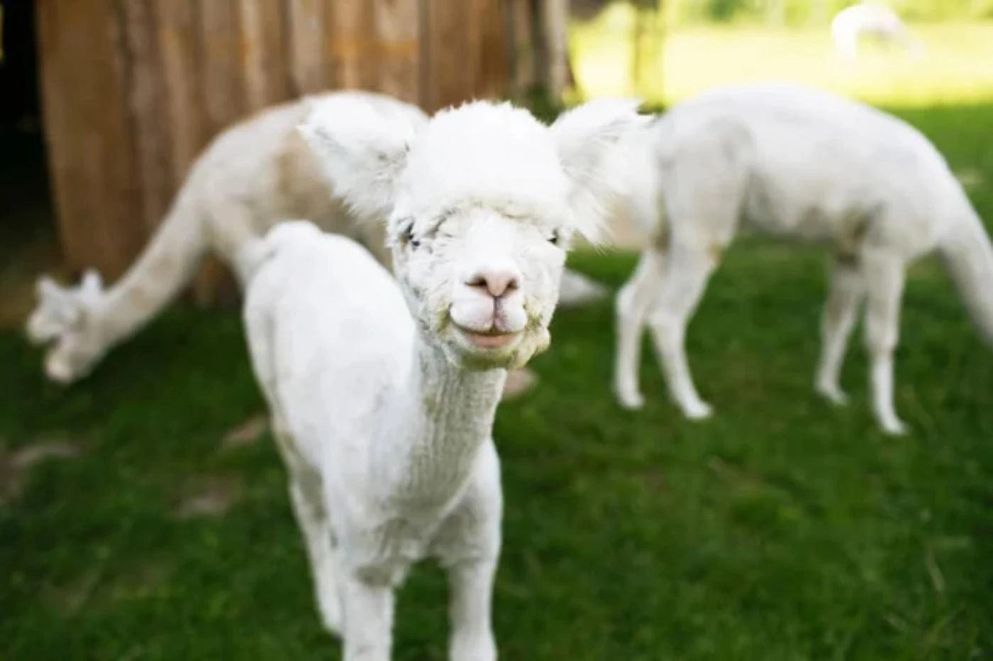 Is Alpaca Farming Profitable? (Detailed Breakdown) - 🐝 BootstrapBee.com ...