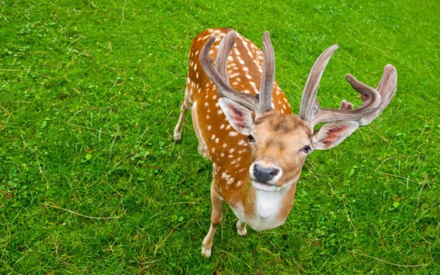 Is Deer Farming Profitable? Is It Worth It? - 🐝 BootstrapBee.com ...