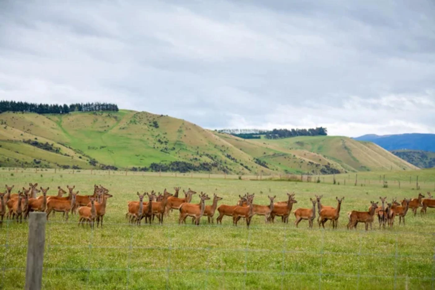 Is Deer Farming Profitable? Is It Worth It? - 🐝 BootstrapBee.com ...