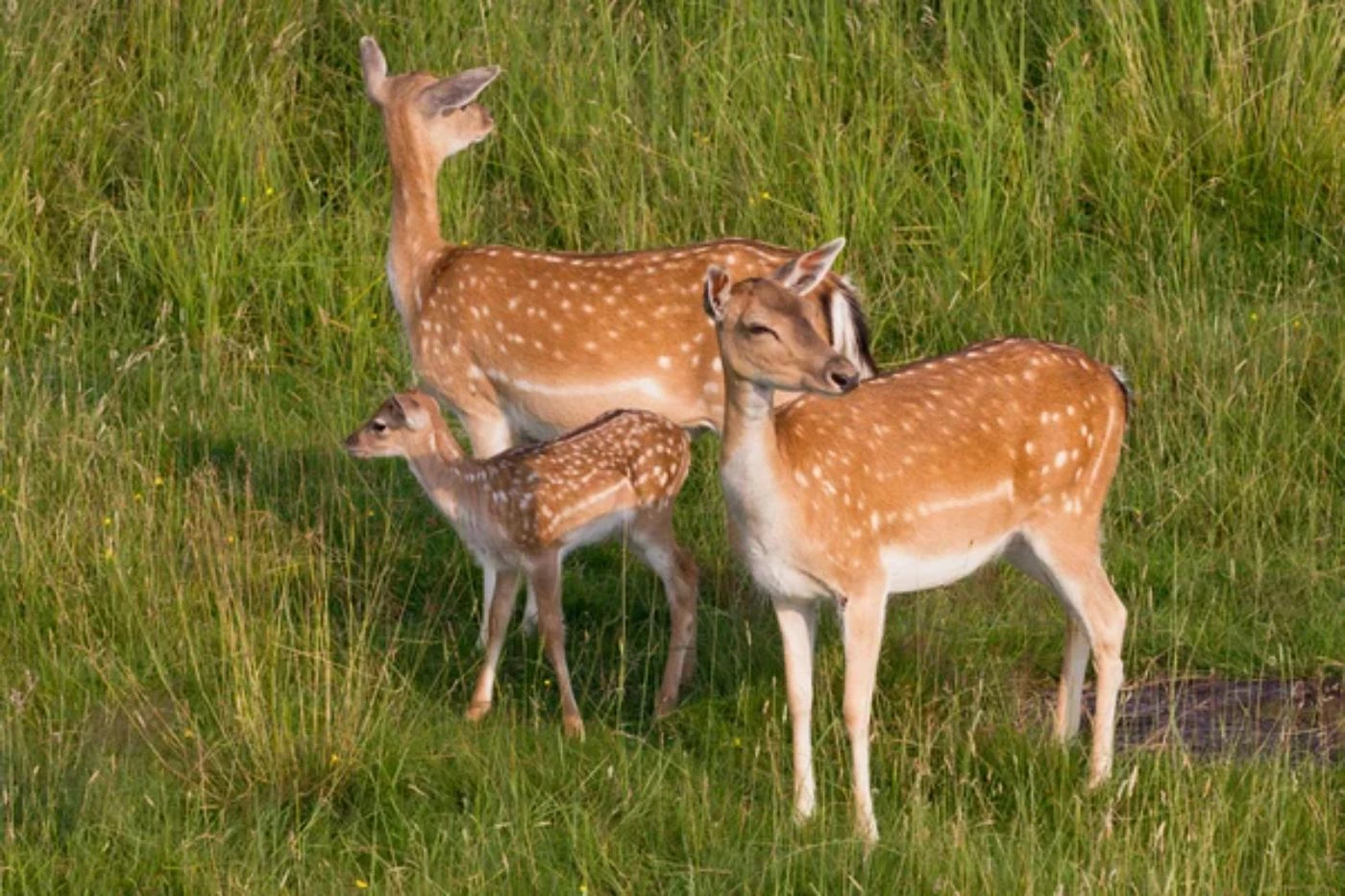 Is Deer Farming Profitable? Is It Worth It? - 🐝 BootstrapBee.com ...