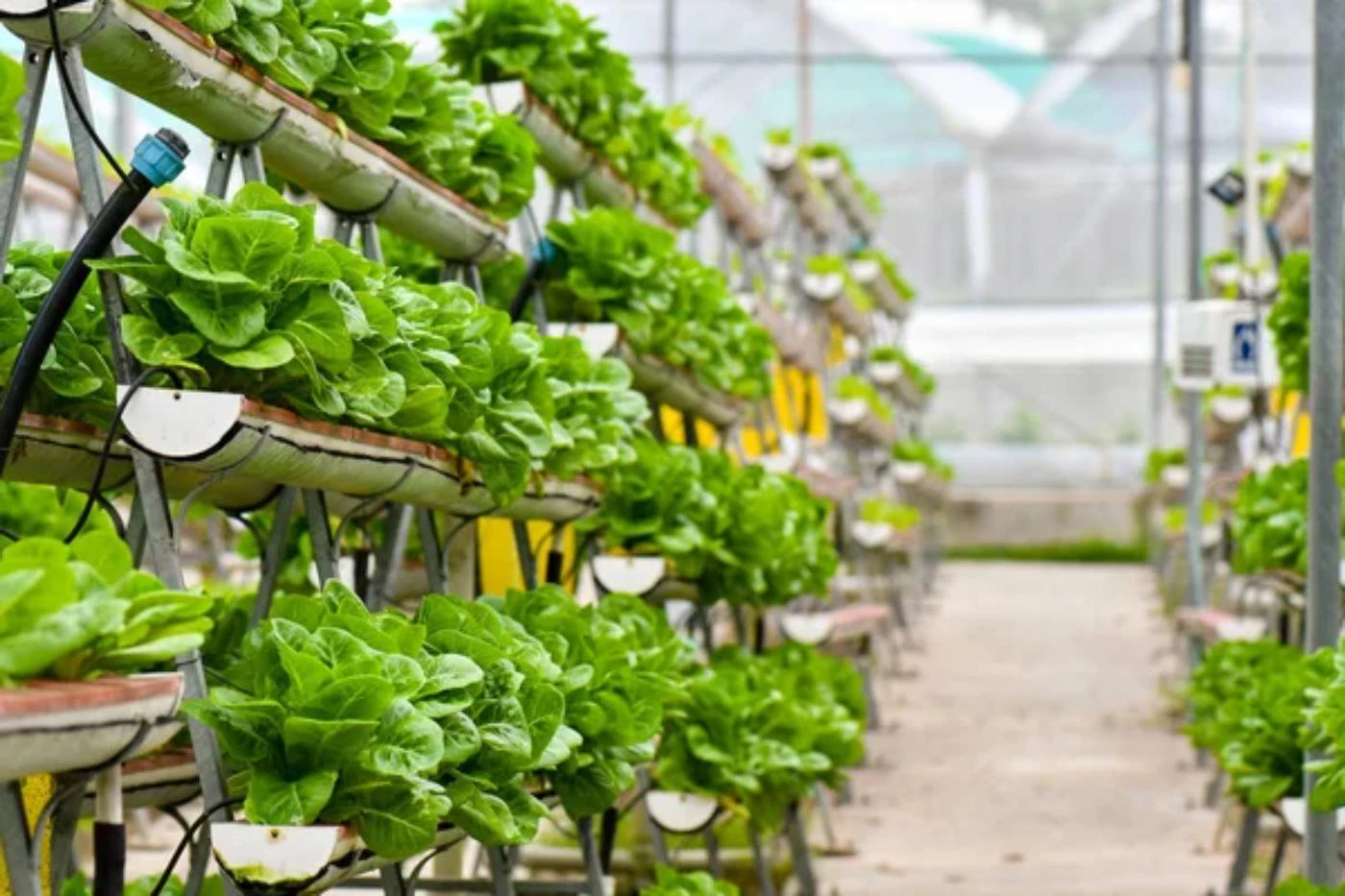 Is Hydroponic Farming Profitable? (Full Breakdown) - 🐝 BootstrapBee.com - Actionable ...
